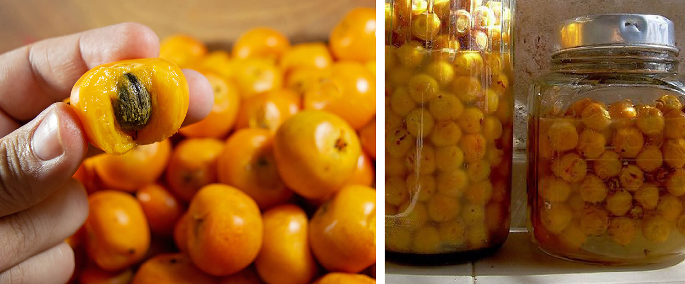 Butiá, o coquinho azedo e versátil - Revista Estilo Zaffari